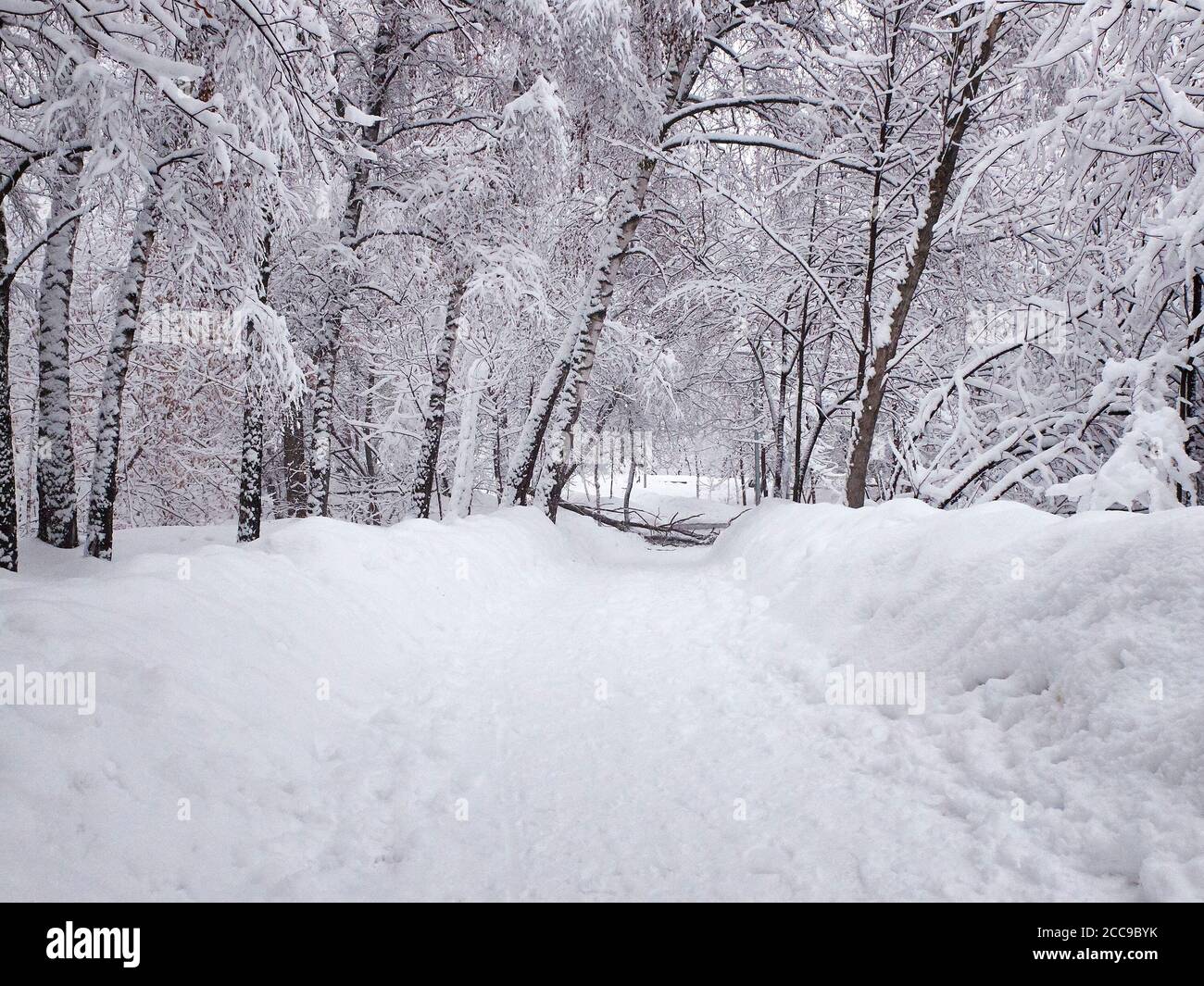 Snow-covered path, stuck snow on the trees and broken fallen tree ...