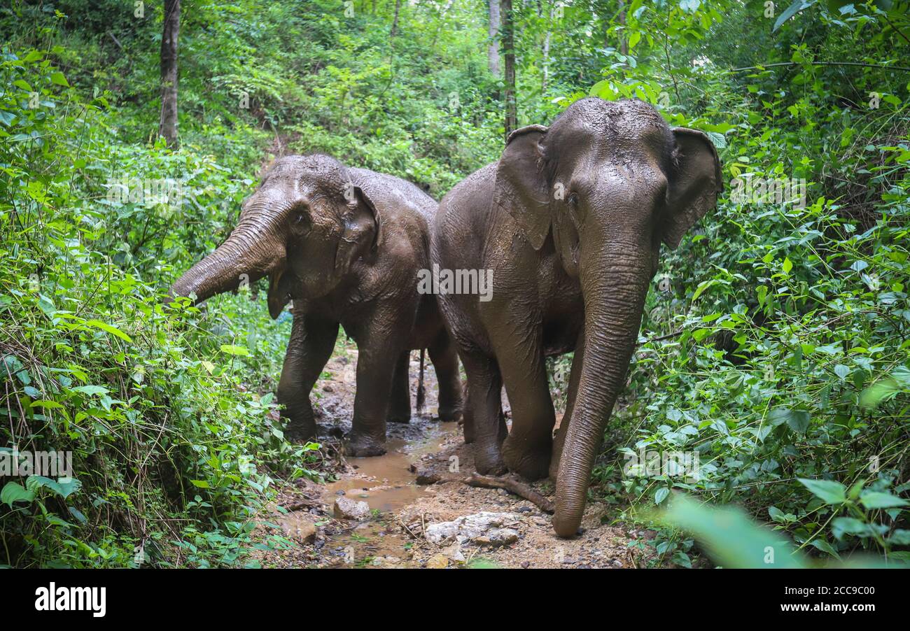 Two Asian elephants in a Thai wildlife sanctuary Stock Photo - Alamy