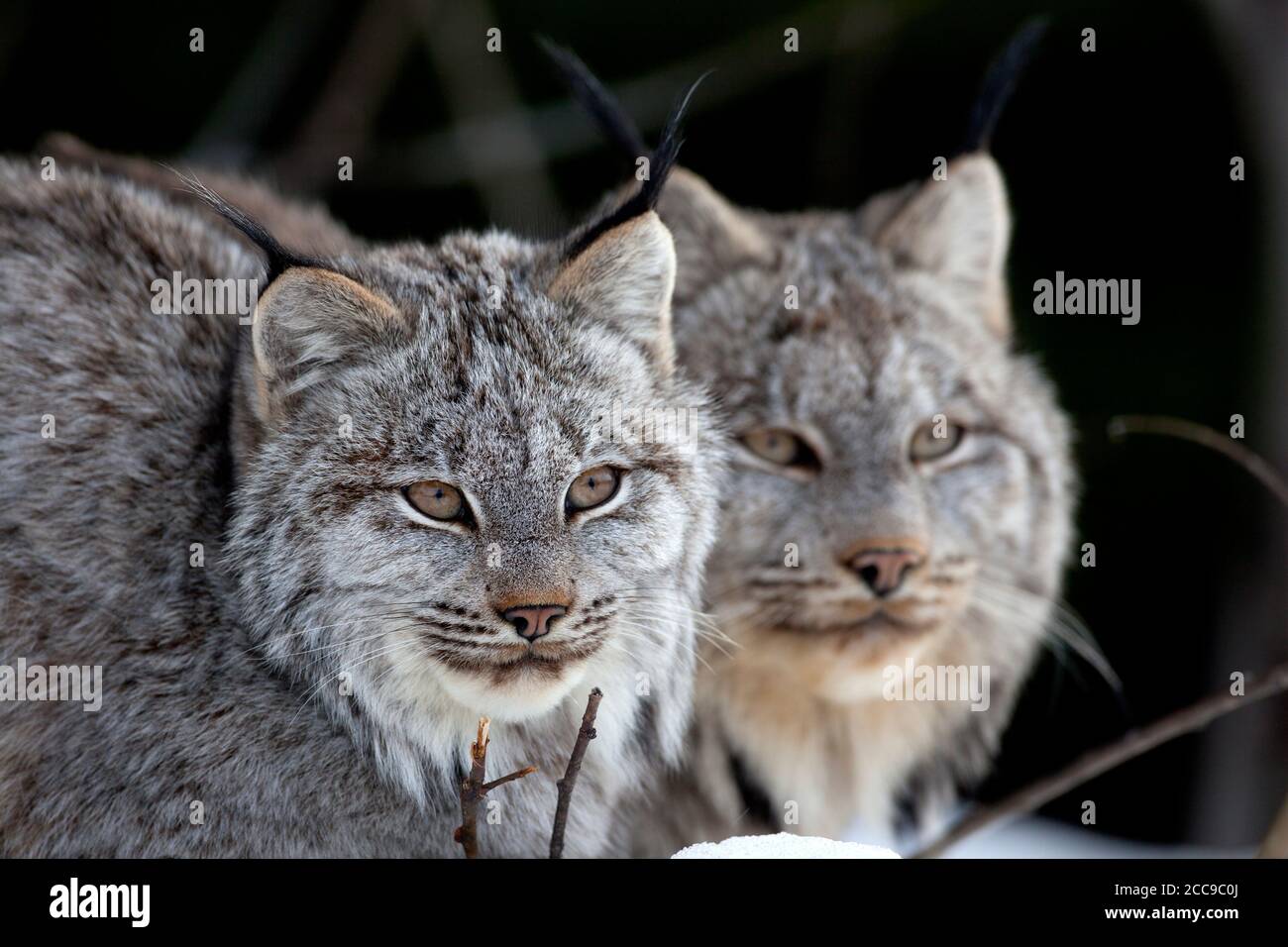 Lynx family bond hi-res stock photography and images - Alamy