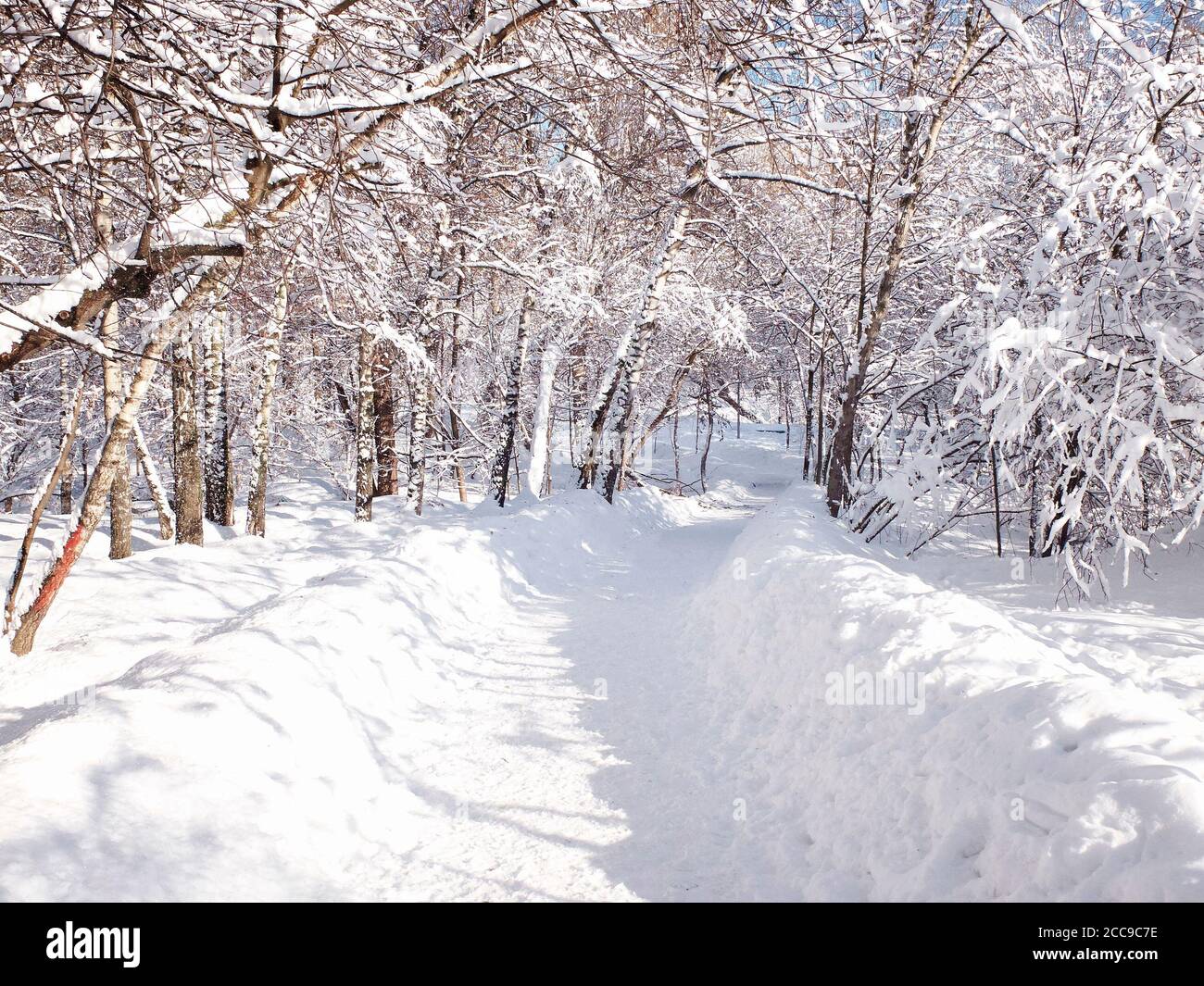 Snow-covered path and stuck snow on the branches of trees. Park in the ...
