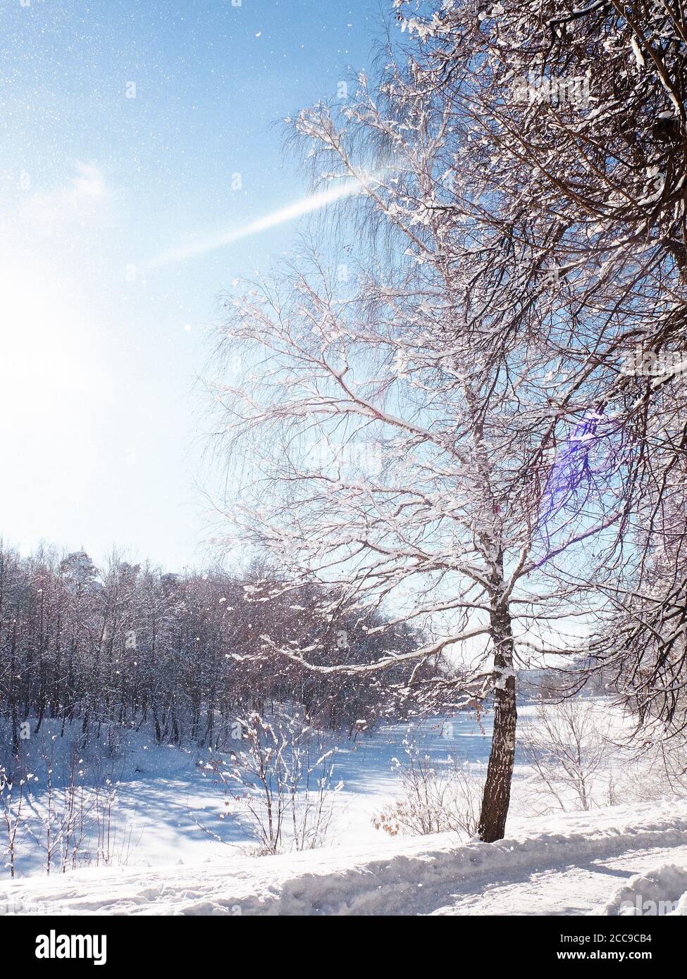 Snow-covered park and stuck snow on the branches of trees. Park in the ...