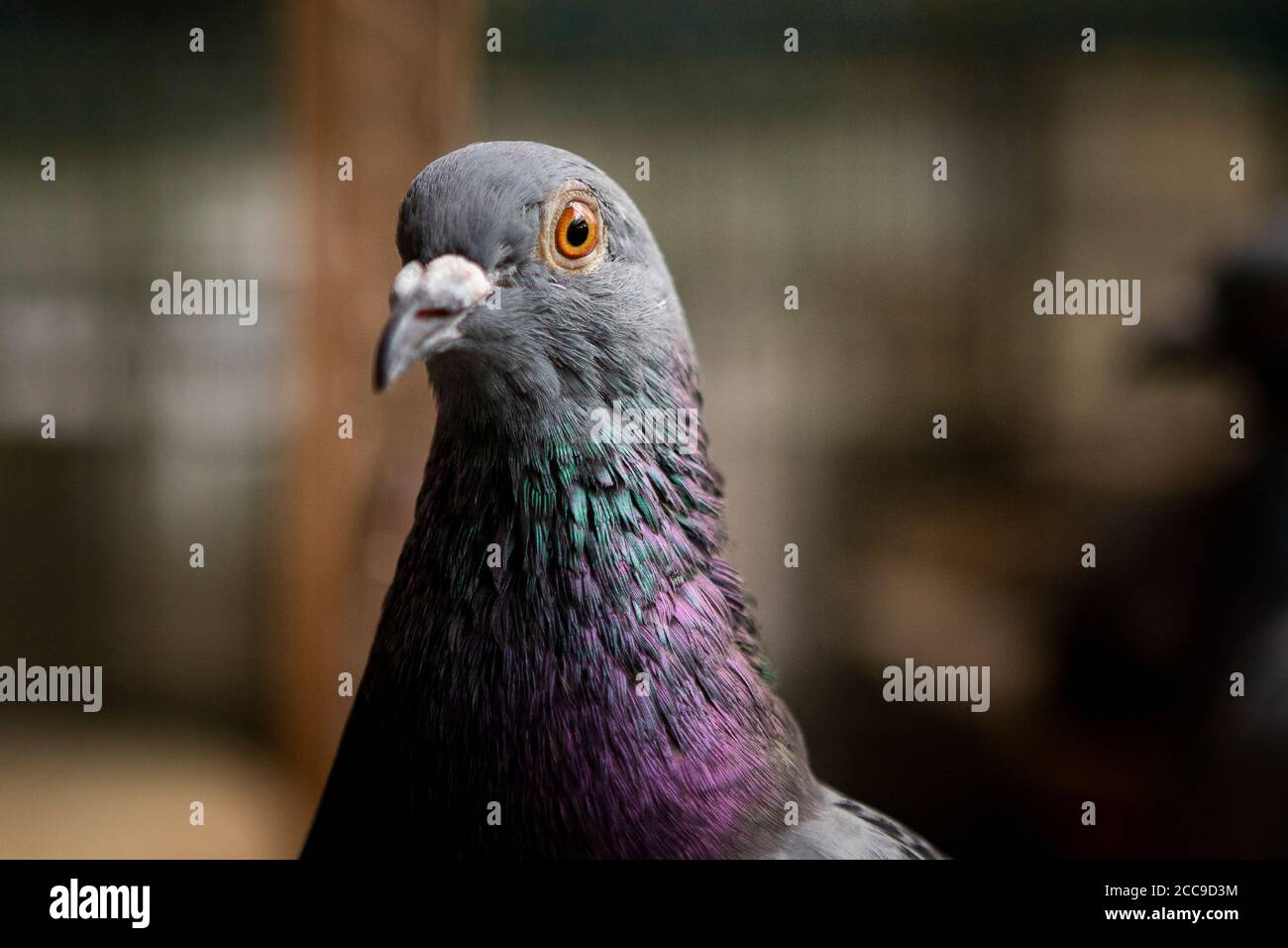 close up head of homing pigeon bird Stock Photo - Alamy
