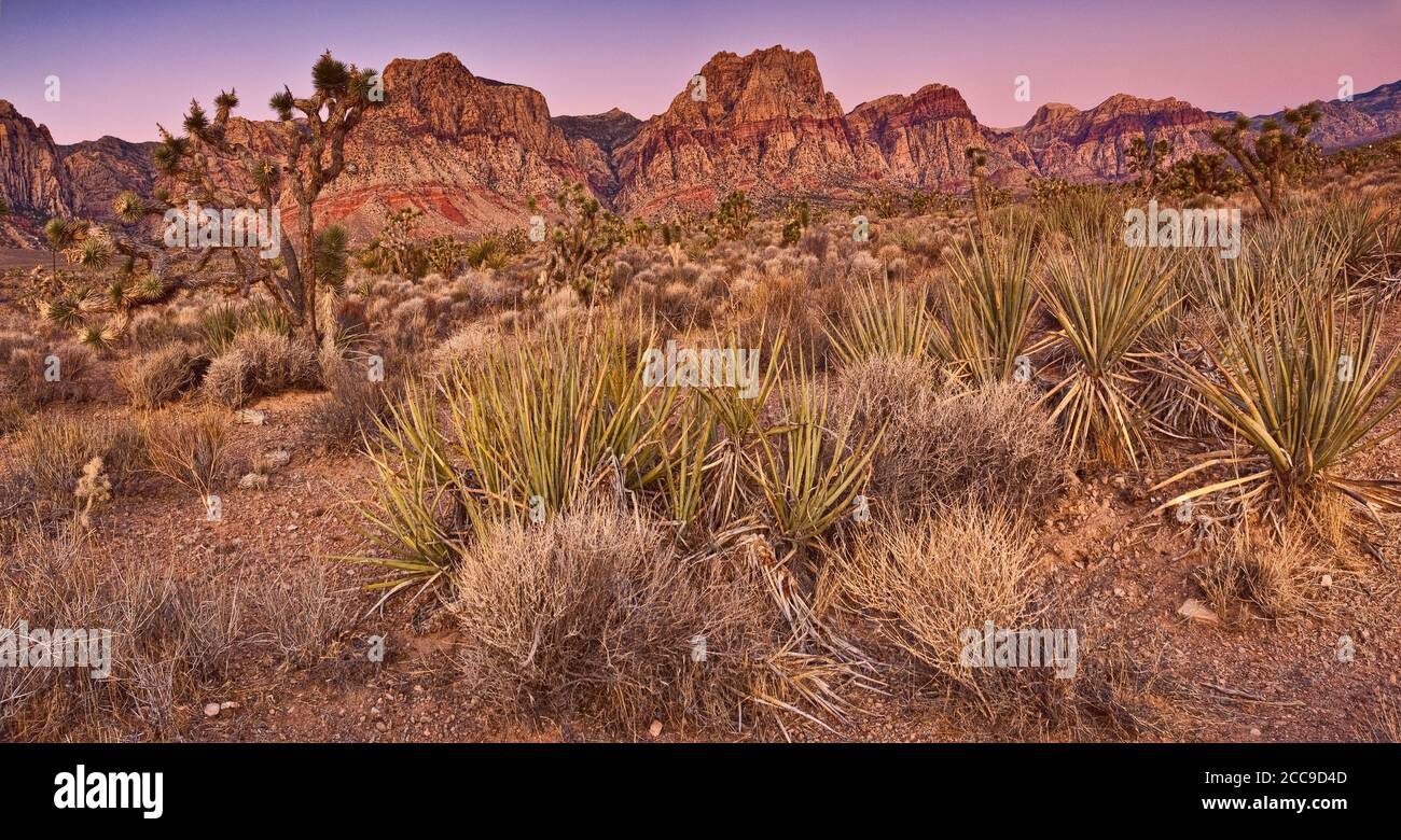 Banana yuccas, Joshua trees in front of Sandstone Bluff rocks at ...