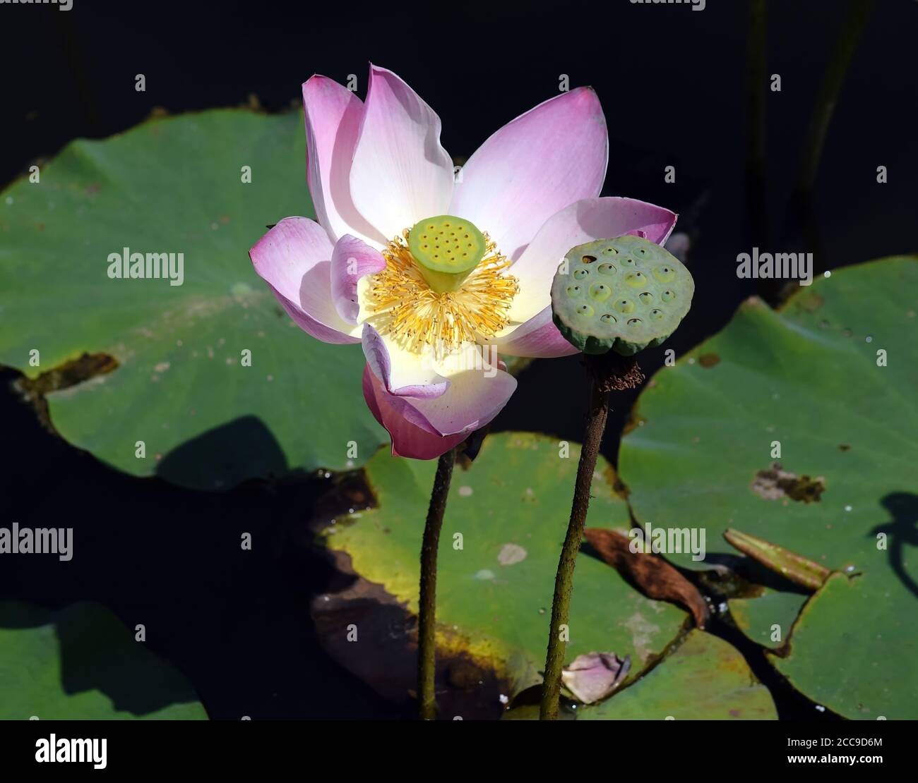 Nice flower photography hi-res stock photography and images - Alamy