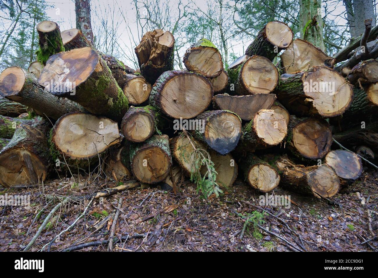 felled trees in a stack, logs from felled tree trunks Stock Photo - Alamy
