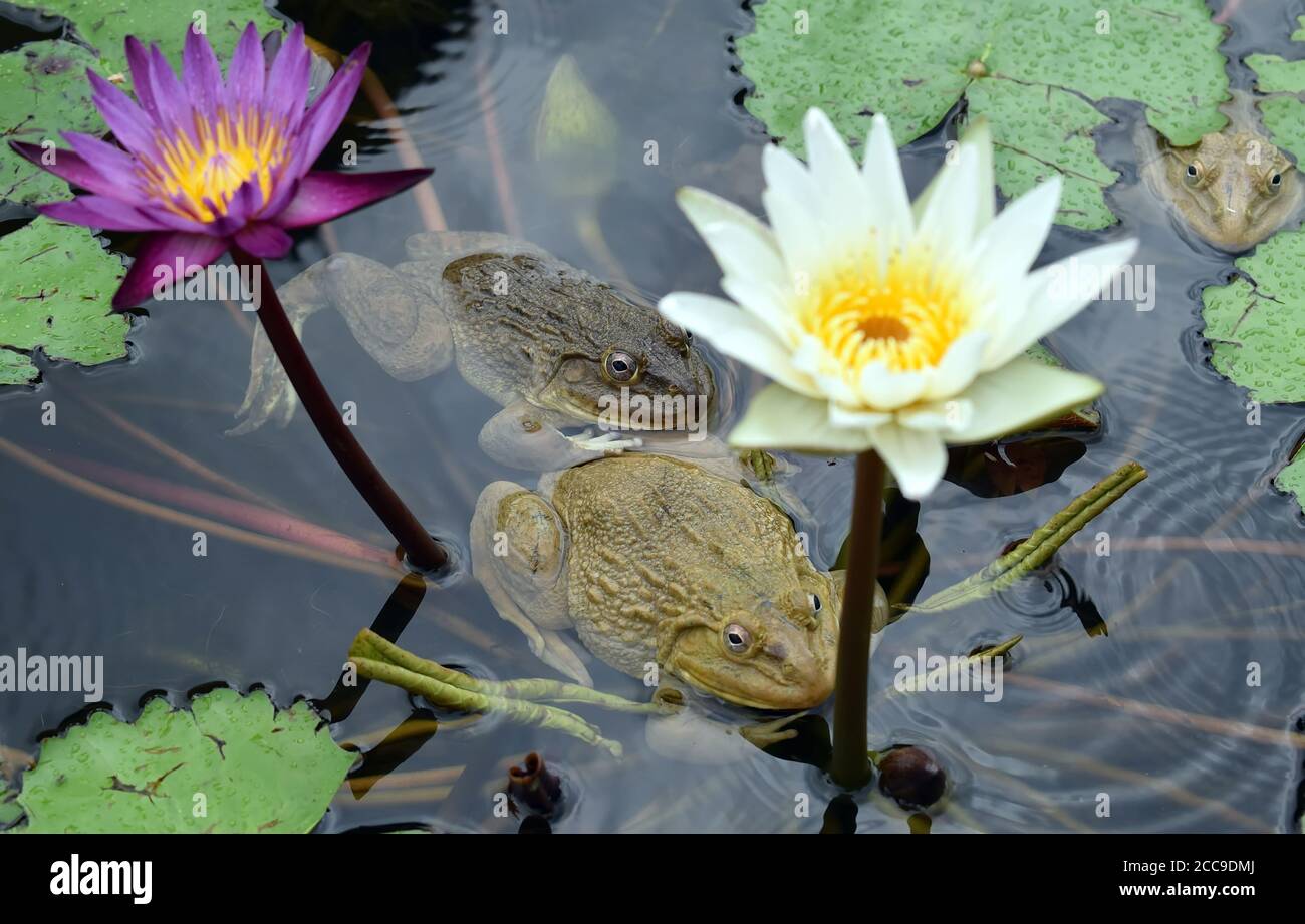 Frog in the lake Stock Photo - Alamy