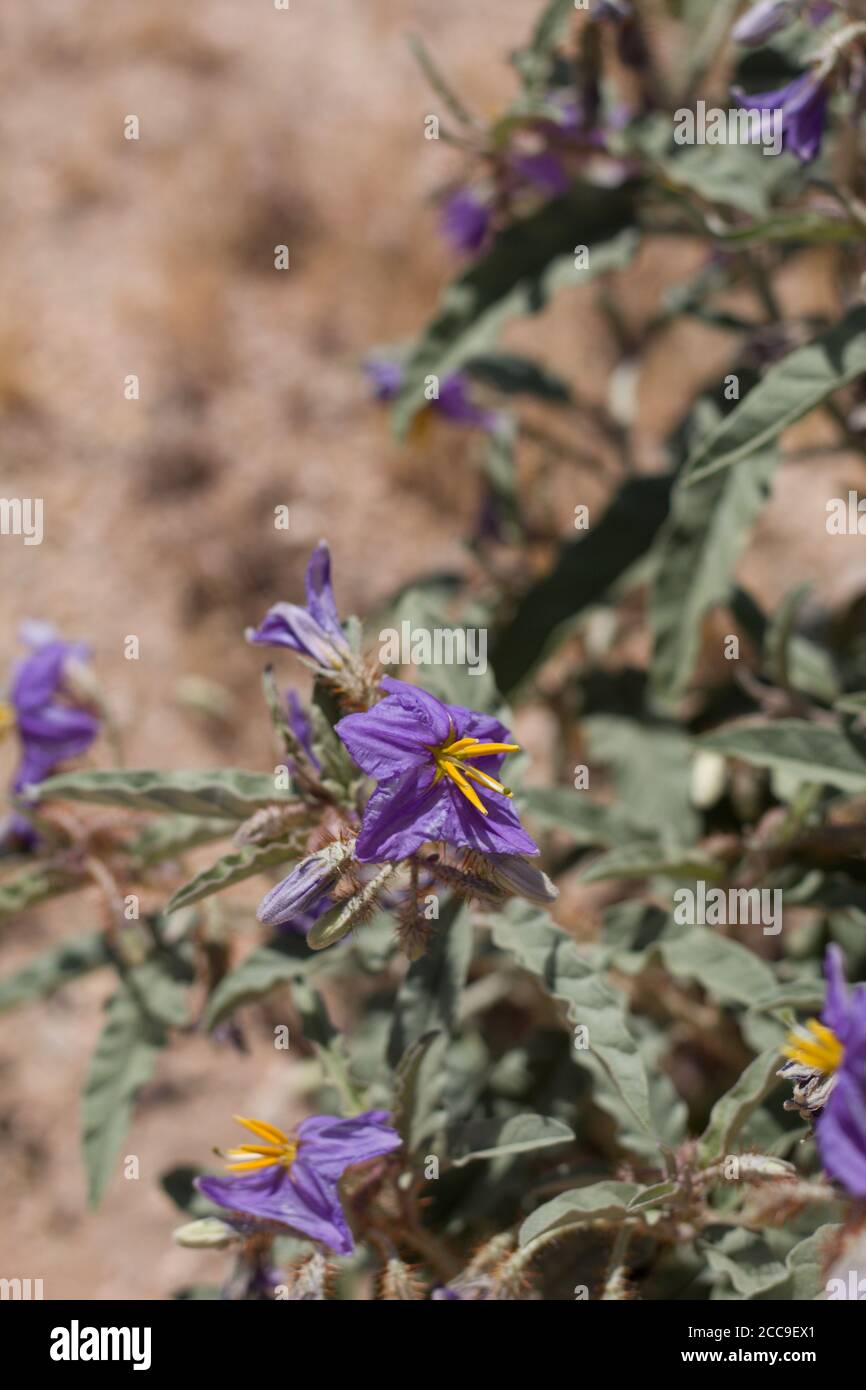Purple blossoms, Silverleaf Nightshade, Solanum Elaeagnifolium ...