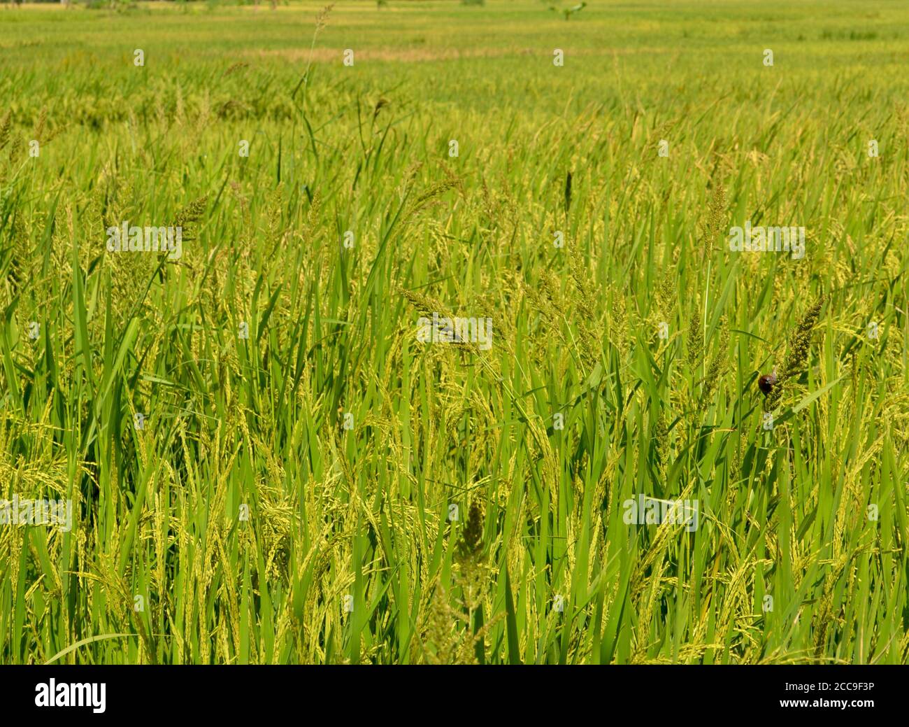 Natural Rice Fields With Yellow Rice, Good Ecosystems Invite Birds To ...