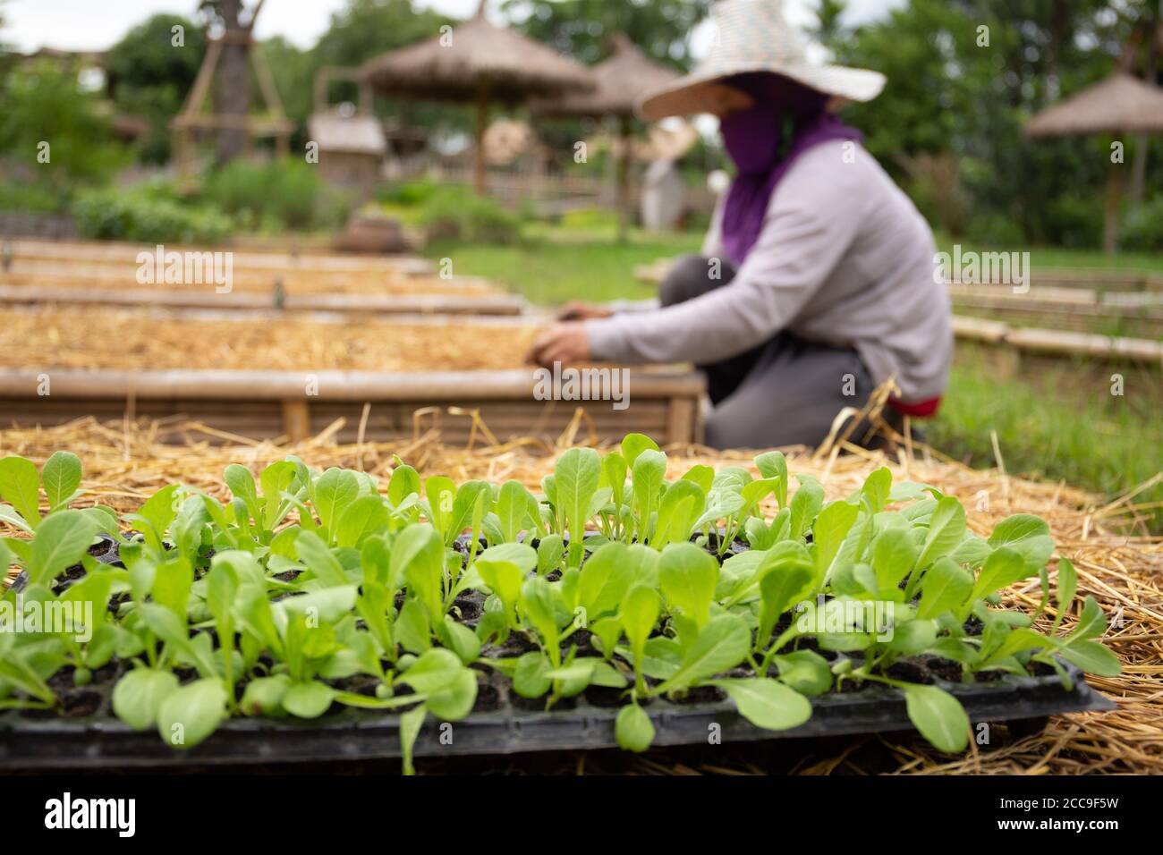 Small green plants in a tray in organic farm with agriculture in ...