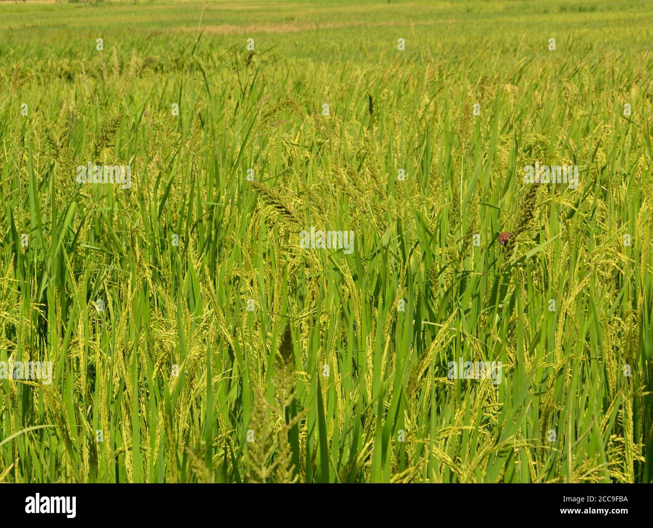 Asian sparrow hi-res stock photography and images - Alamy