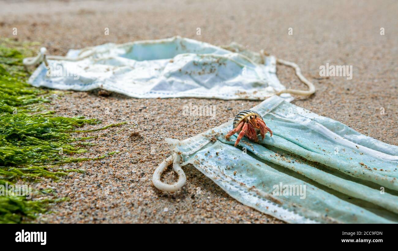Hermit crab walking over a garbage from used medical masks on the sea ...