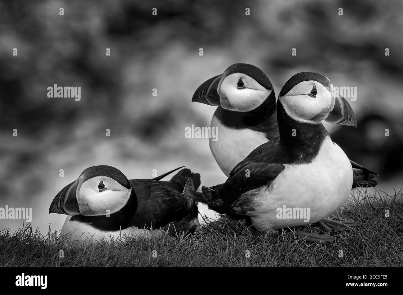Puffinslife hi-res stock photography and images - Alamy