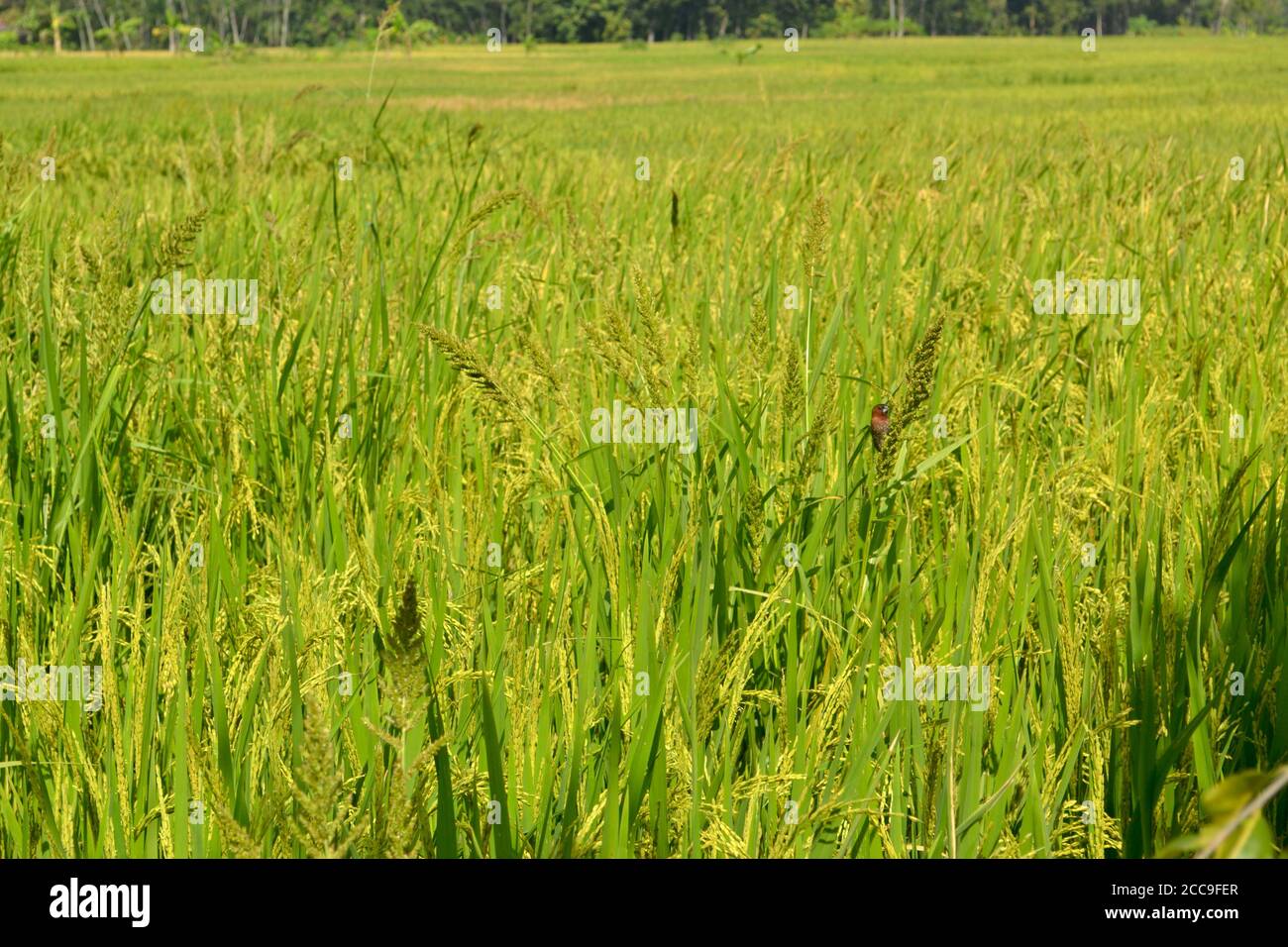 Natural Landscape Rice Fields With Yellow Paddy, Good Ecosystems Invite ...