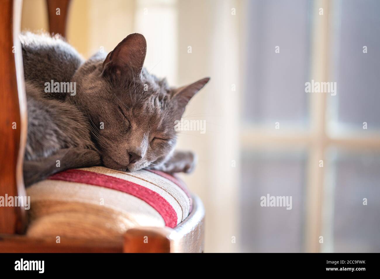 Russian blue cat asleep in hi-res stock photography and images - Alamy