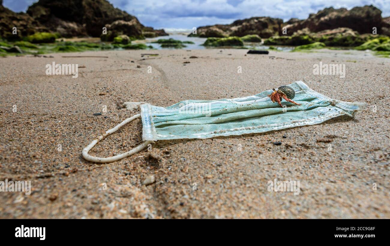 Hermit crab walking over a garbage from used medical masks on the sea ...