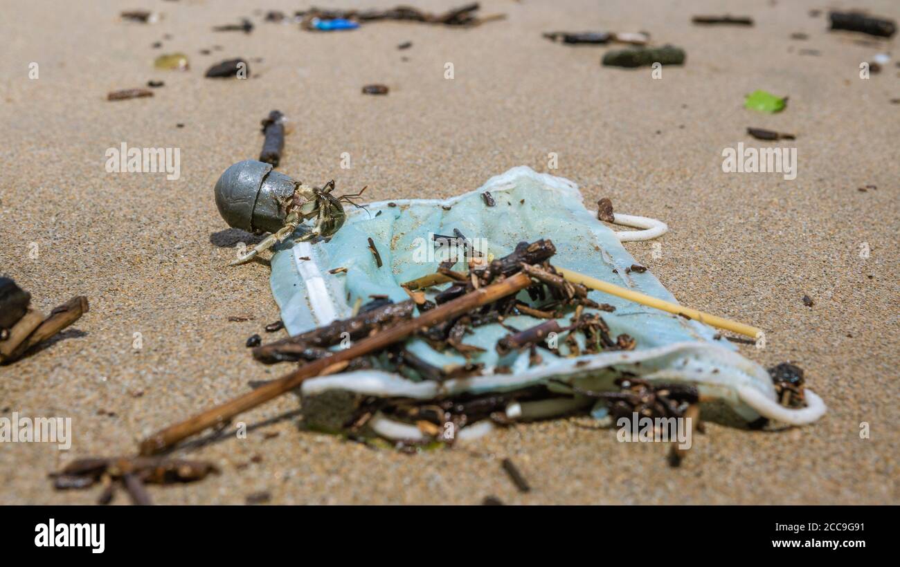 Hermit crab with a tube plastic is walking near used medical mask ...