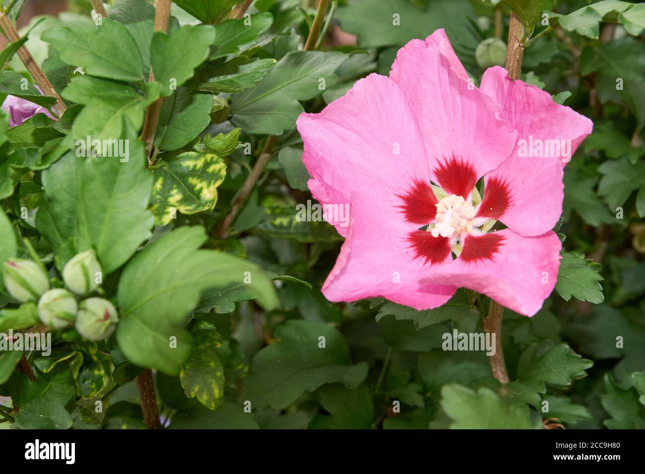 Flowering Pink Hibiscus Tree. Bright pink flower of hibiscus Hibiscus ...