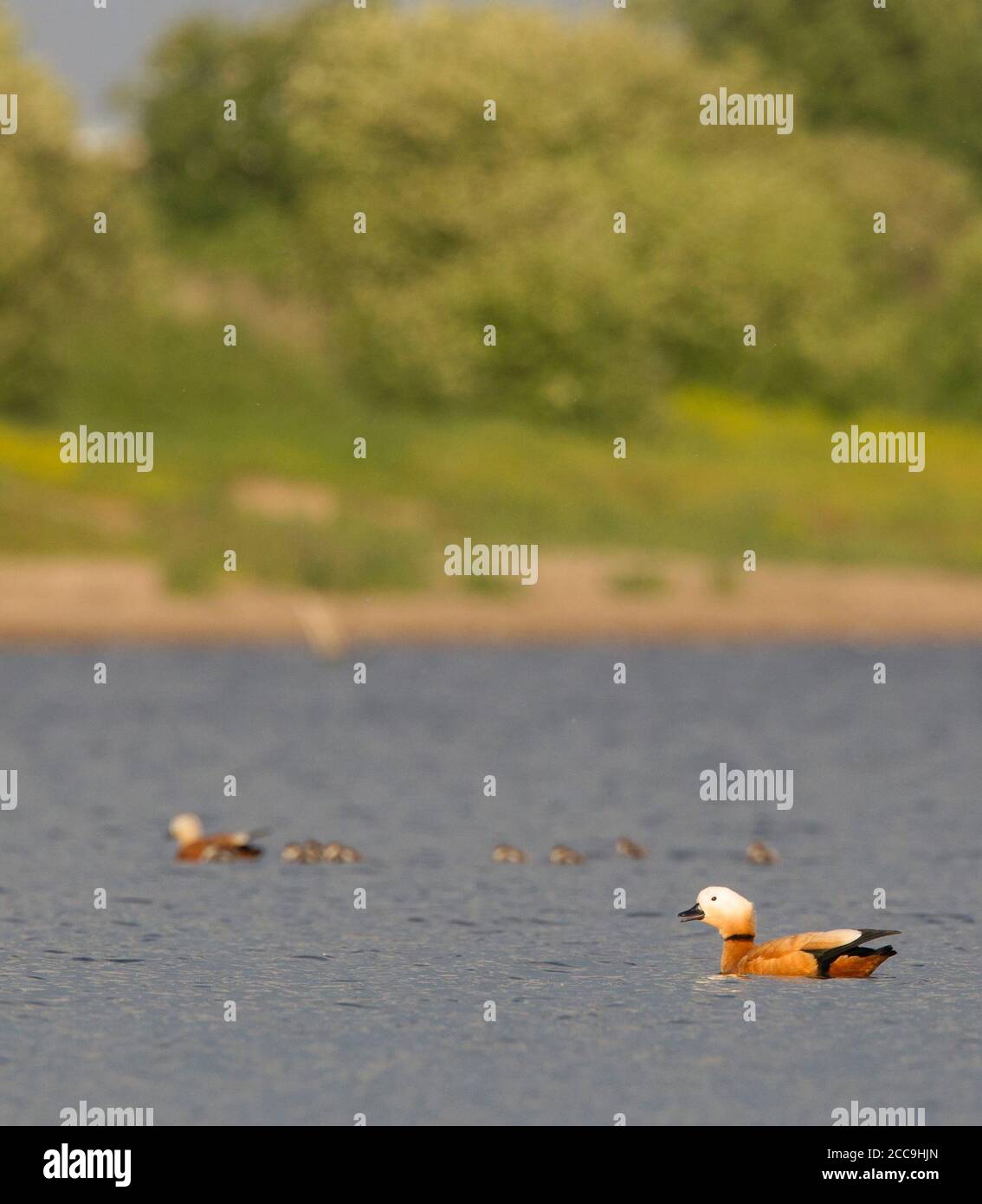 Group of shelducks swimming hi-res stock photography and images - Alamy