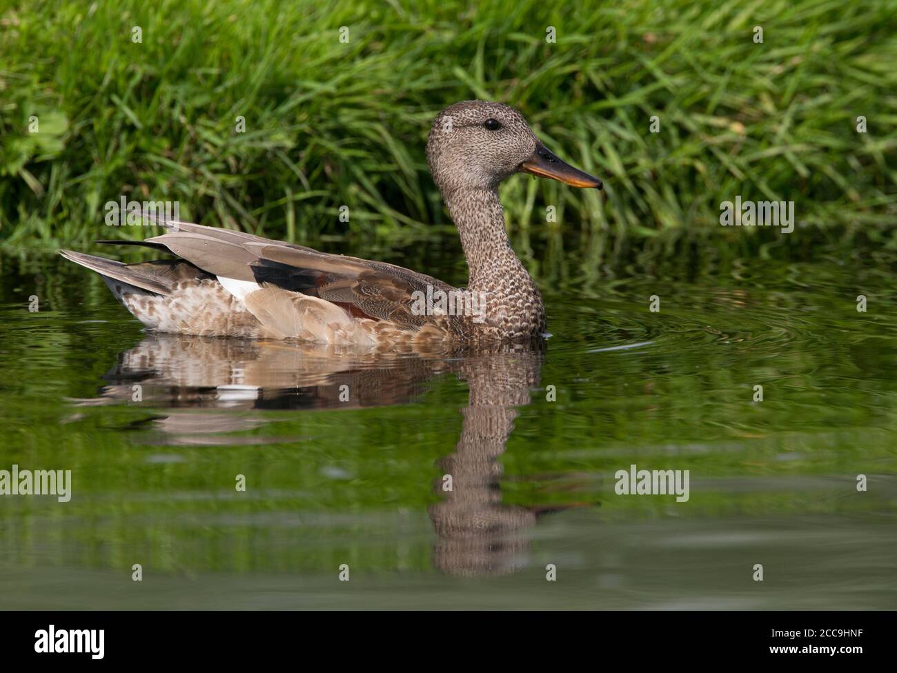 Eclipse male gadwall hi-res stock photography and images - Alamy