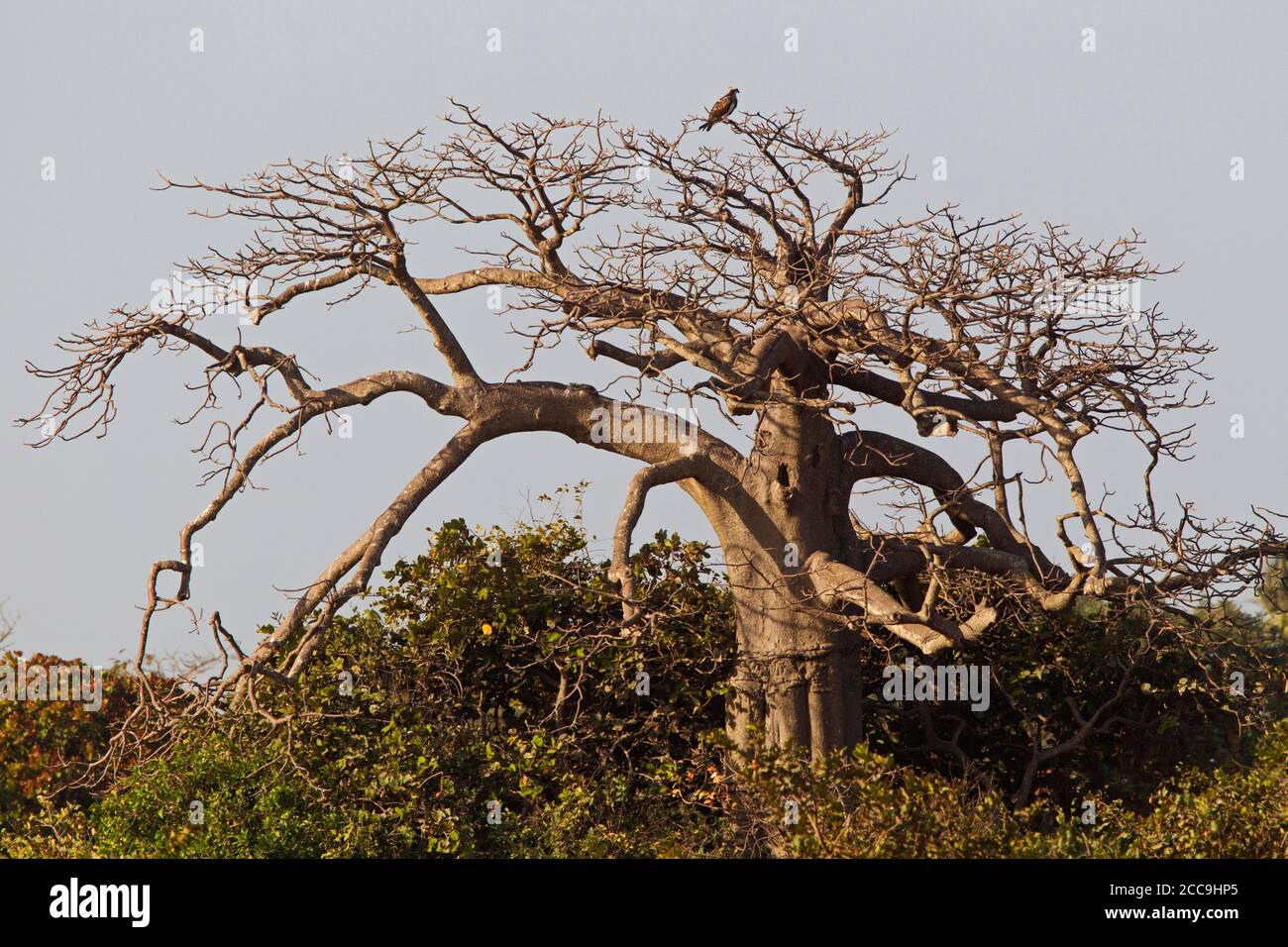 Old baobab tree hi-res stock photography and images - Alamy