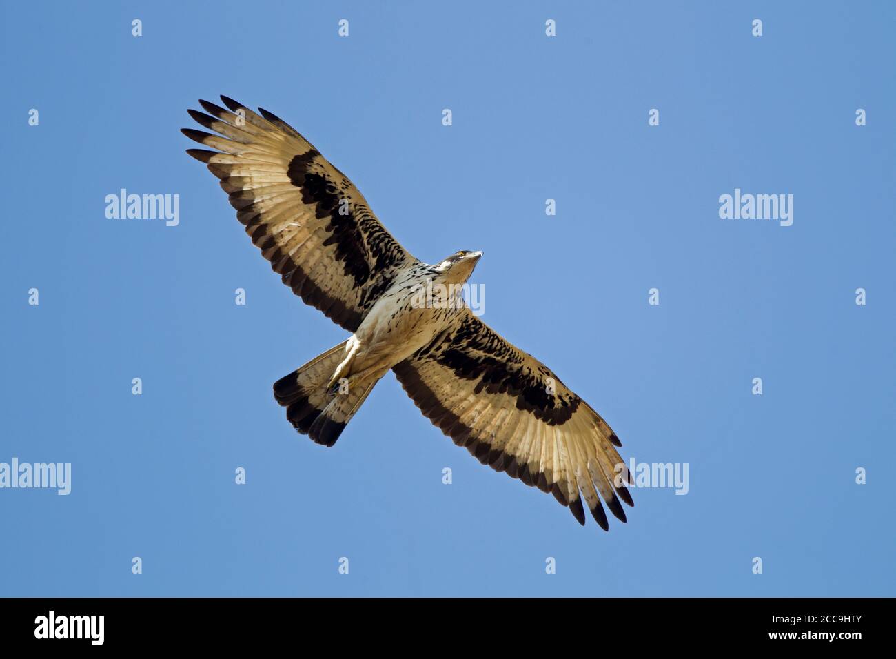 African hawk-eagle (Aquila spilogaster) in flight seen from below in ...