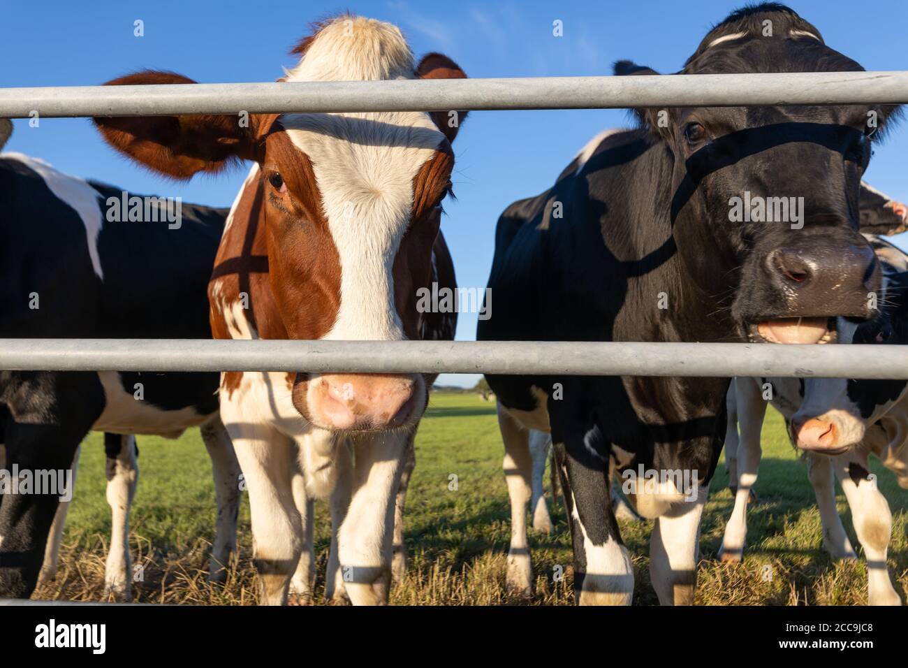 farm cattle in the ranch farm animals from Europe Stock Photo - Alamy