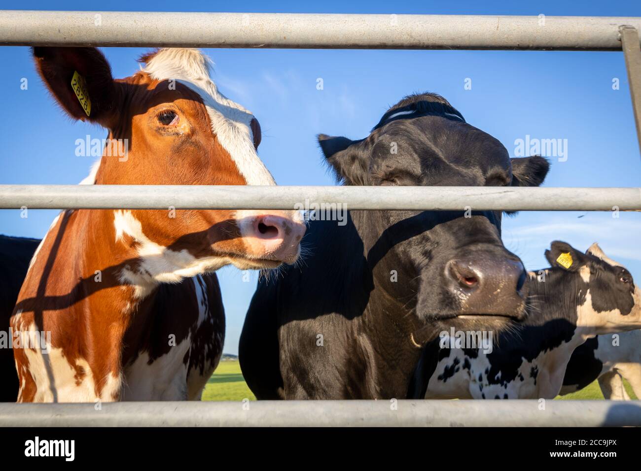 farm cattle in the ranch farm animals from Europe Stock Photo - Alamy