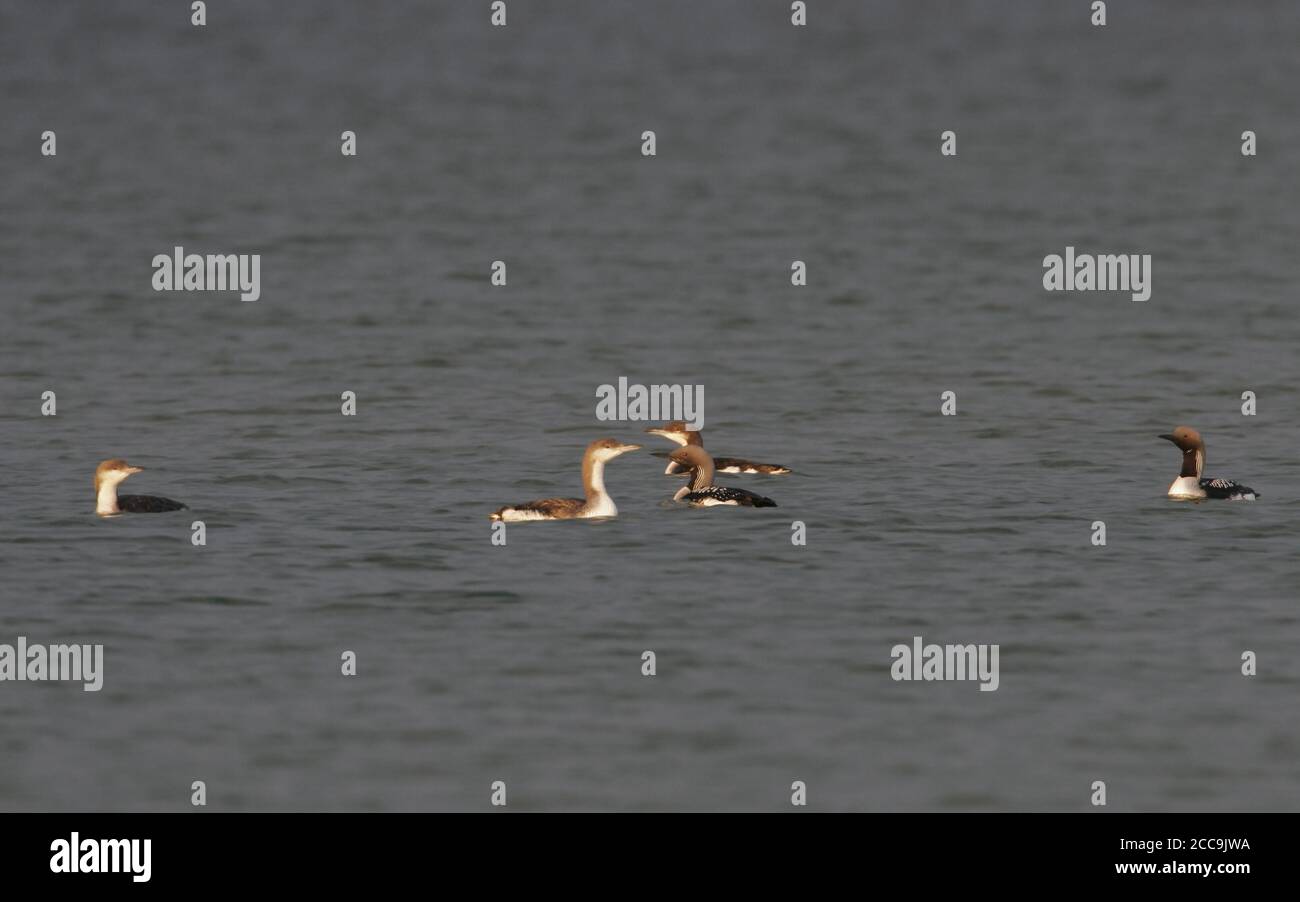 Black-throated Diver (Gavia arctica), family group off Møn, Denmark ...