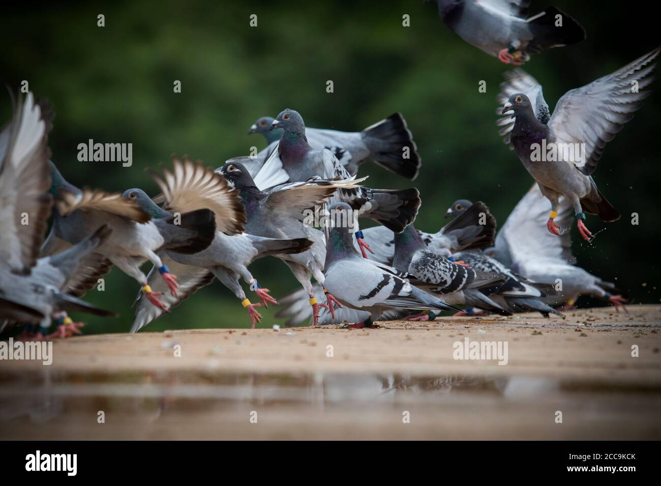 flock of homing pigeon flying from roof Stock Photo - Alamy