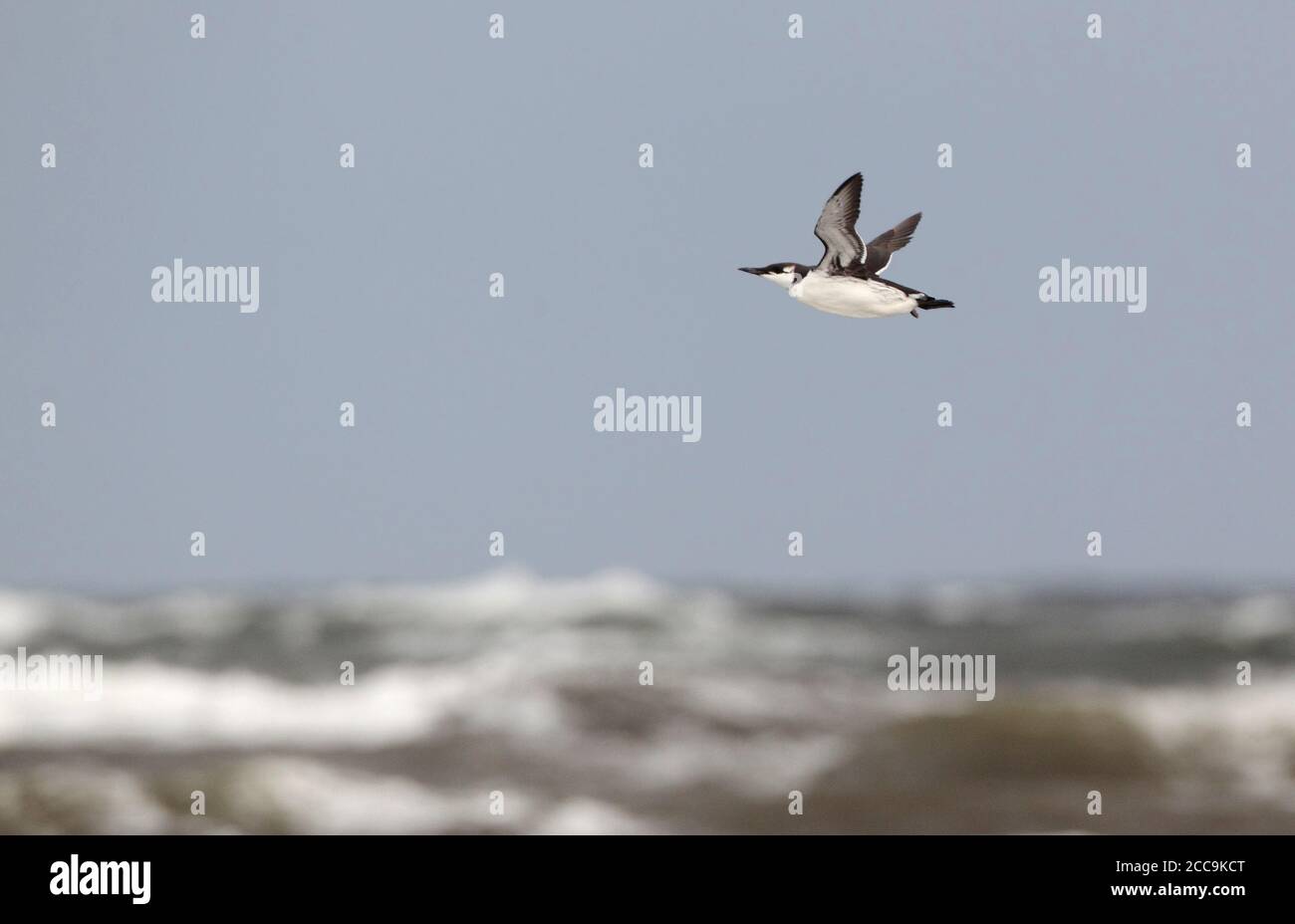 Common Guillemot (Uria aalge aalge) during autumn. Bird flying over the ...