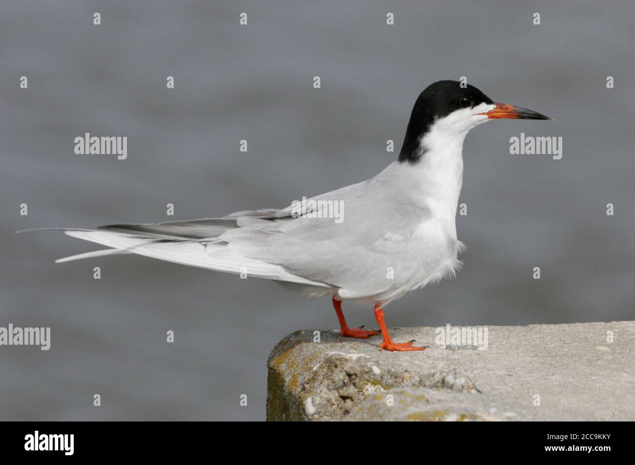 Adult Forster's Tern (Sterna forsteri) at New Jersey, USA. Roosting in ...