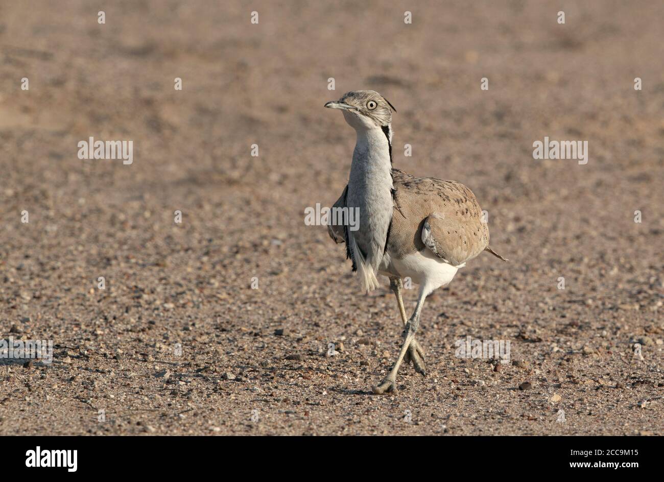 Macqueen's Bustard (Chlamydotis macqueenii) walking through desert near ...