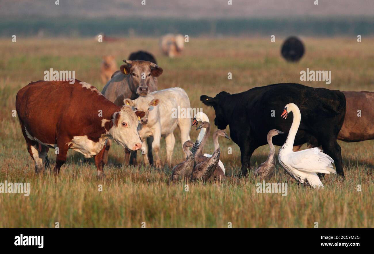 Adult Mute Swans (Cygnus olor) defending their young from aggressive ...