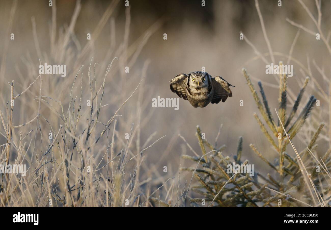Northern Hawk-Owl (Surnia ulula), 2cy at Hallandsåsen, Sweden. Hunting ...