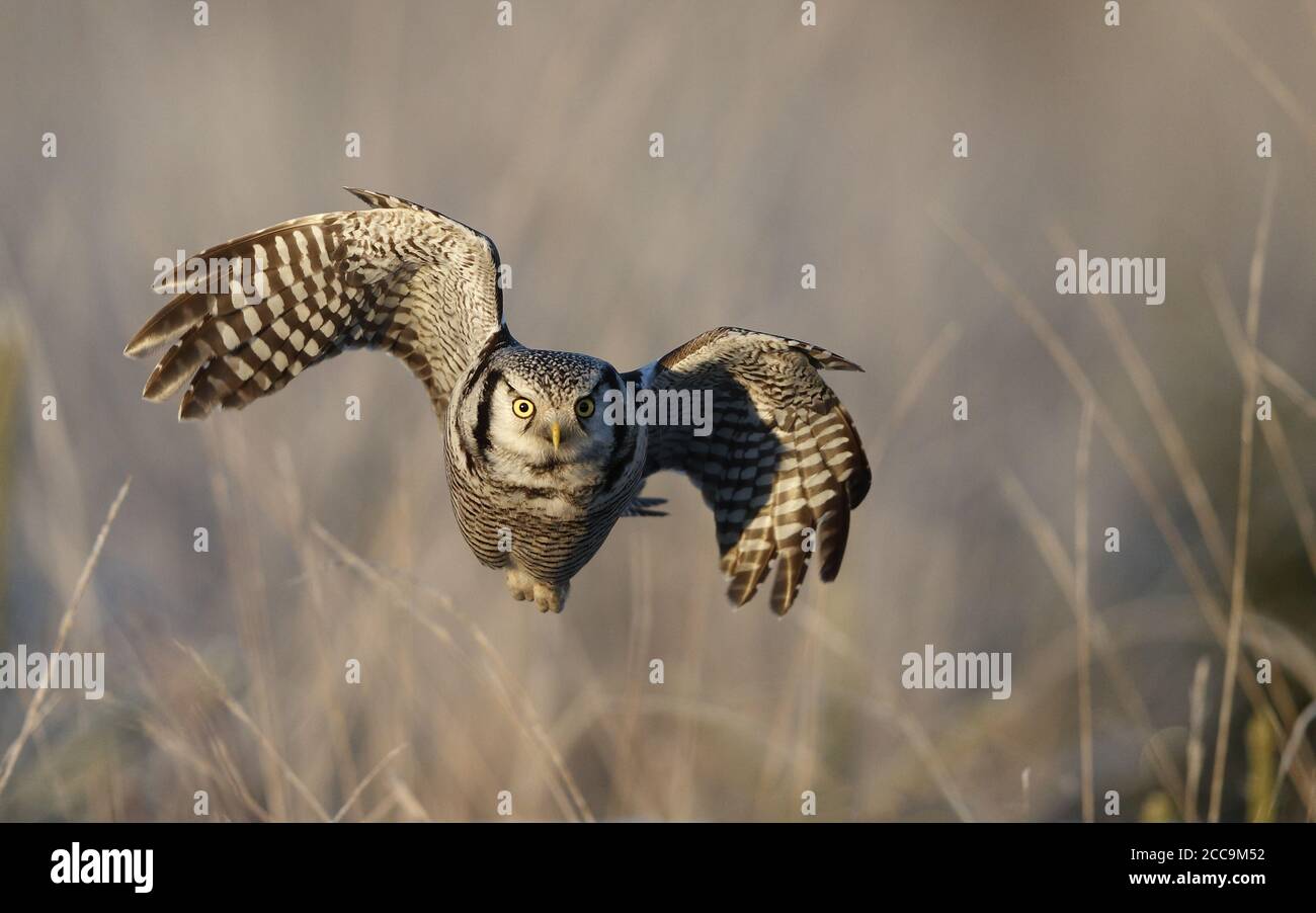 Northern Hawk-Owl (Surnia ulula), 2cy at Hallandsåsen, Sweden. Hunting ...
