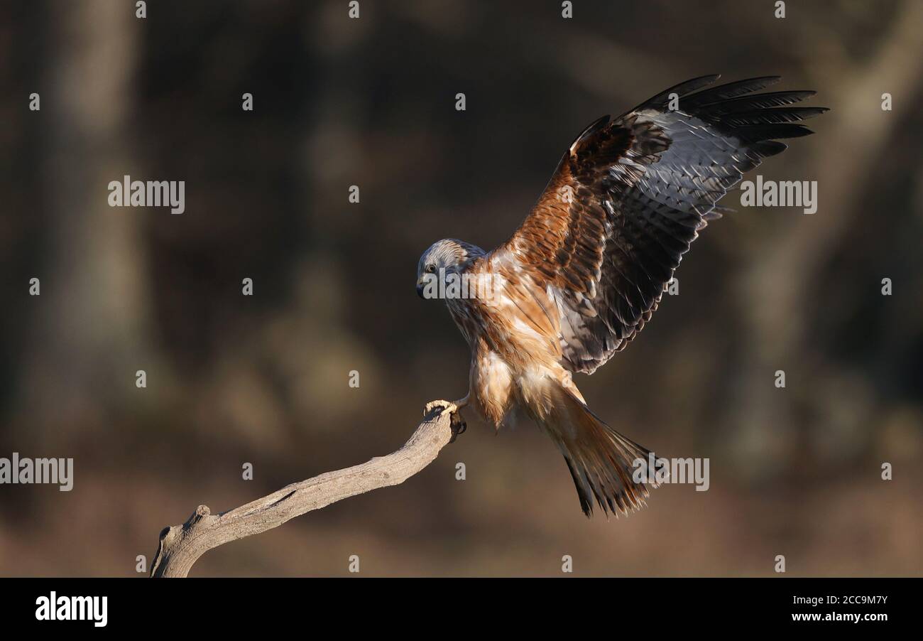 First-winter Red Kite (Milvus milvus) at Scania in Sweden. Landing on a ...