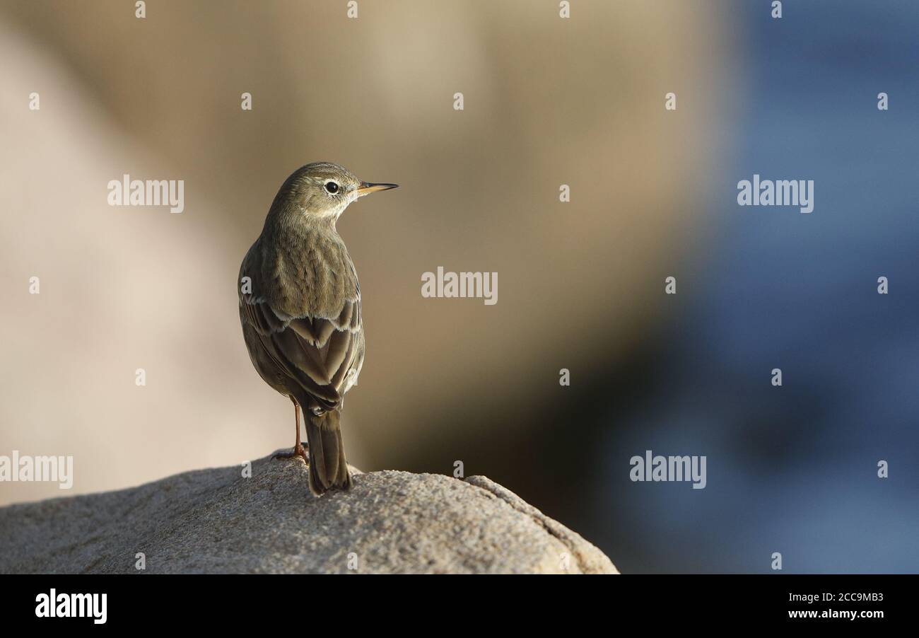 Rock Pipit (Anthus petrosus litturalis) standing on the shore at ...