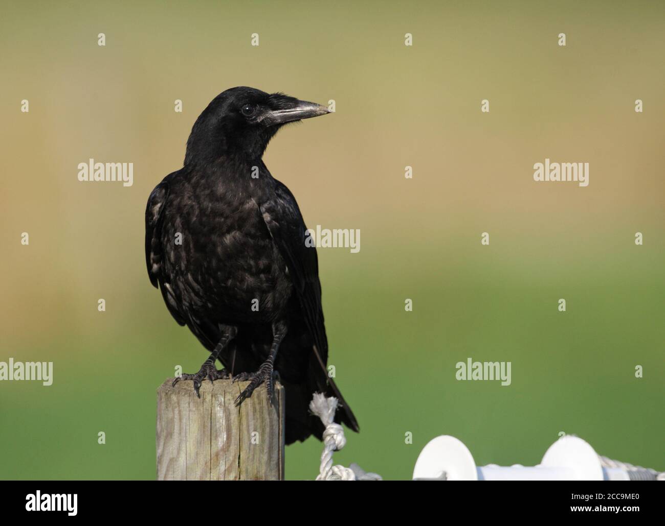 Juvenile rook hi-res stock photography and images - Alamy