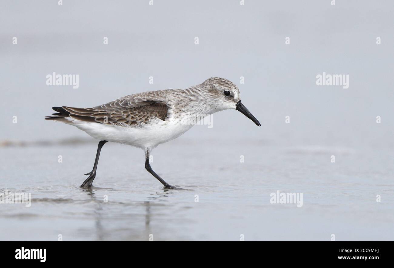 First-winter Western Sandpiper (Calidris mauri) on the beach at Stone ...