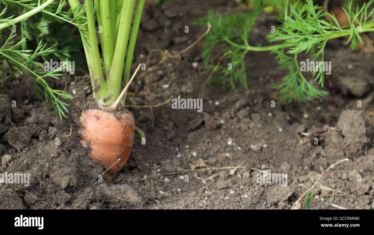 Fresh ripe organic carrots in the garden. Large and ripe vegetables in ...