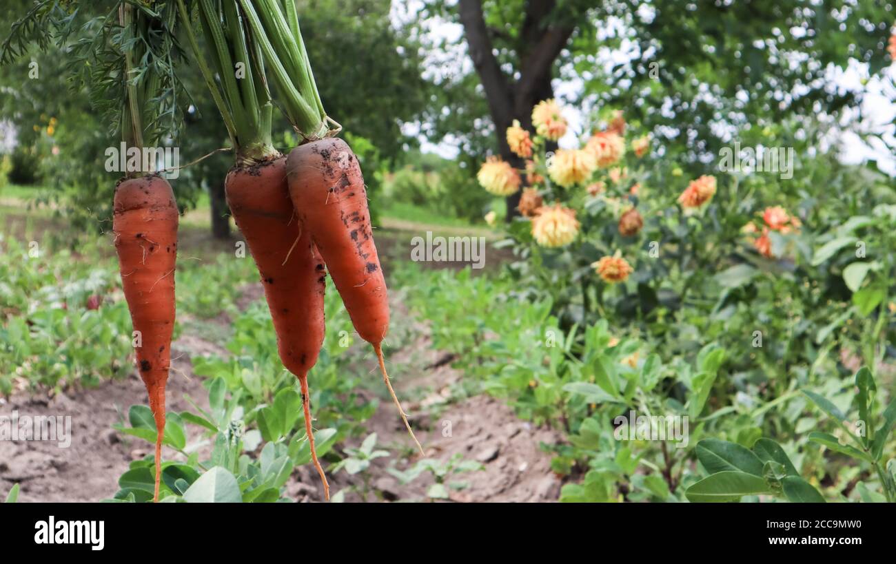 Freshly dug carrots with tops on the background of a vegetable garden ...