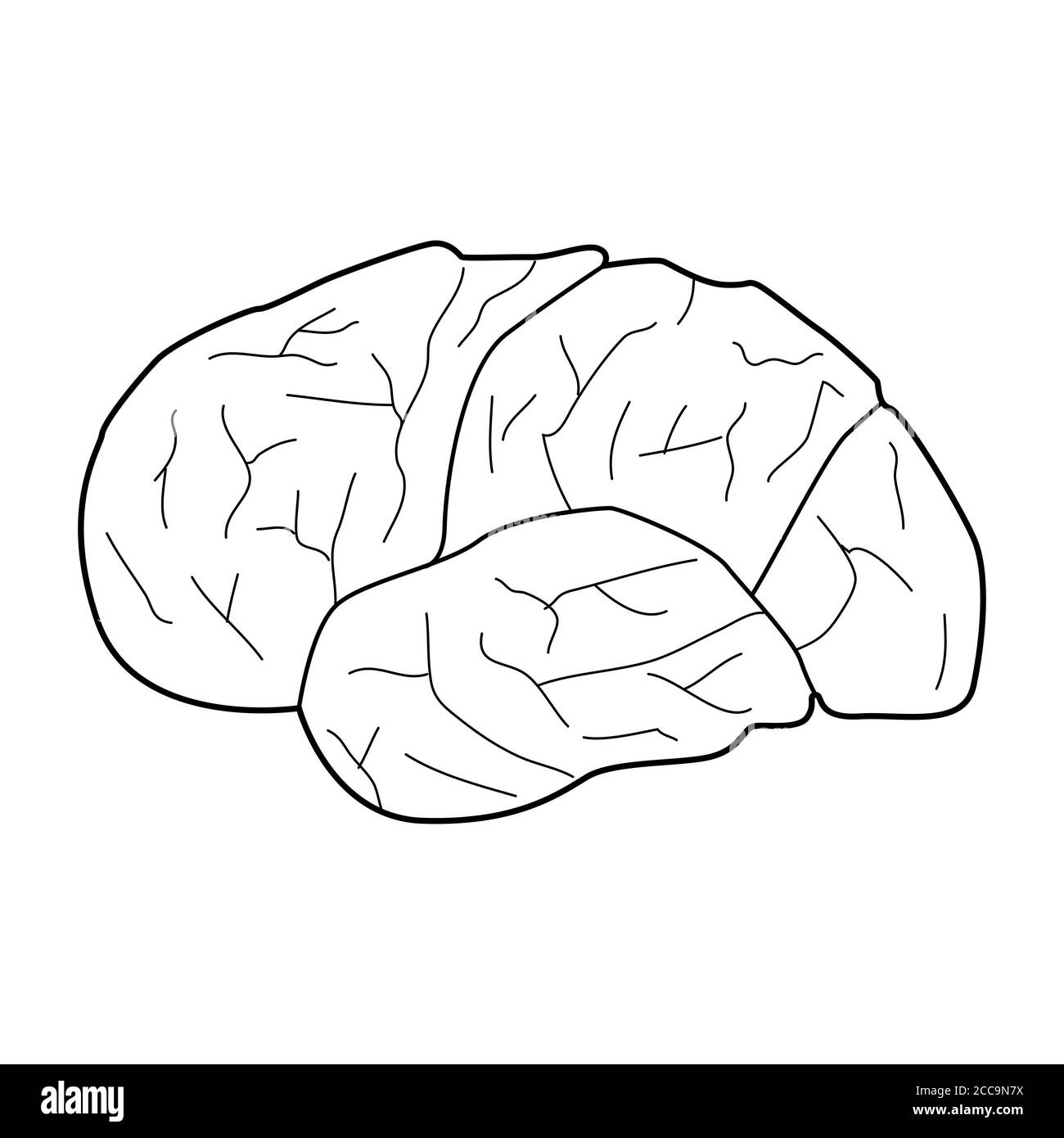 Illustration of a minimalistic brain sketch isolated on a white ...