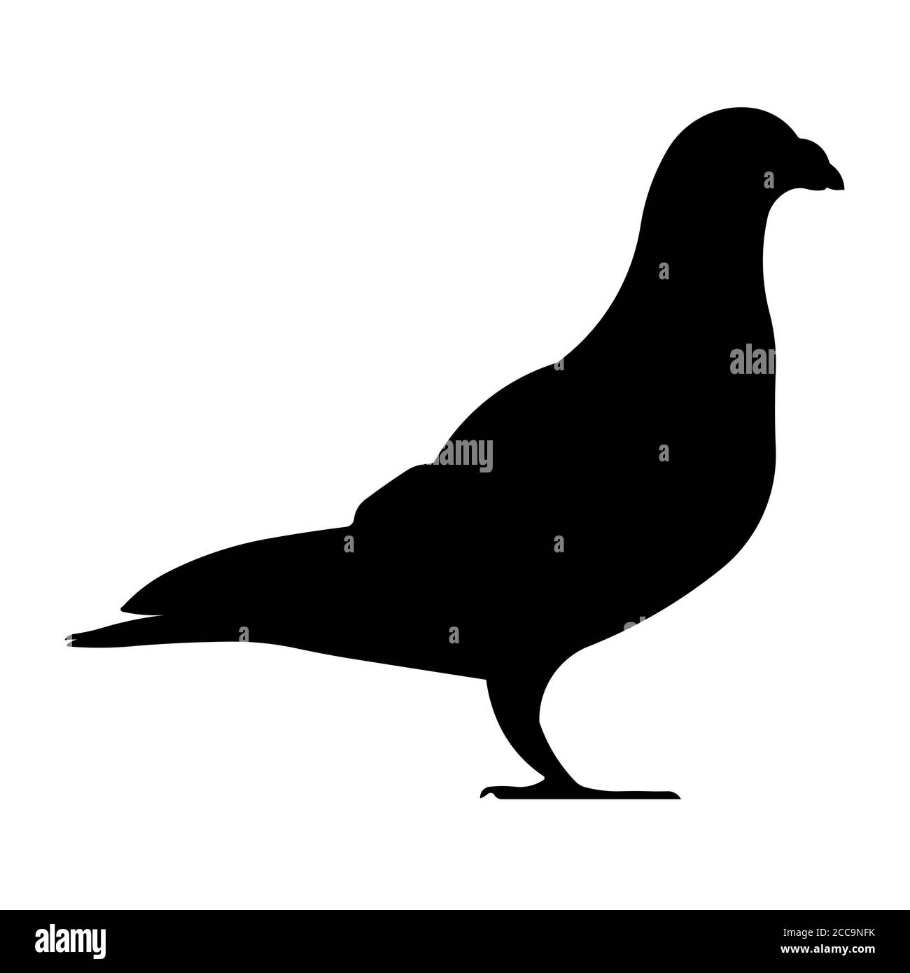 Pigeon color Cut Out Stock Images & Pictures - Alamy