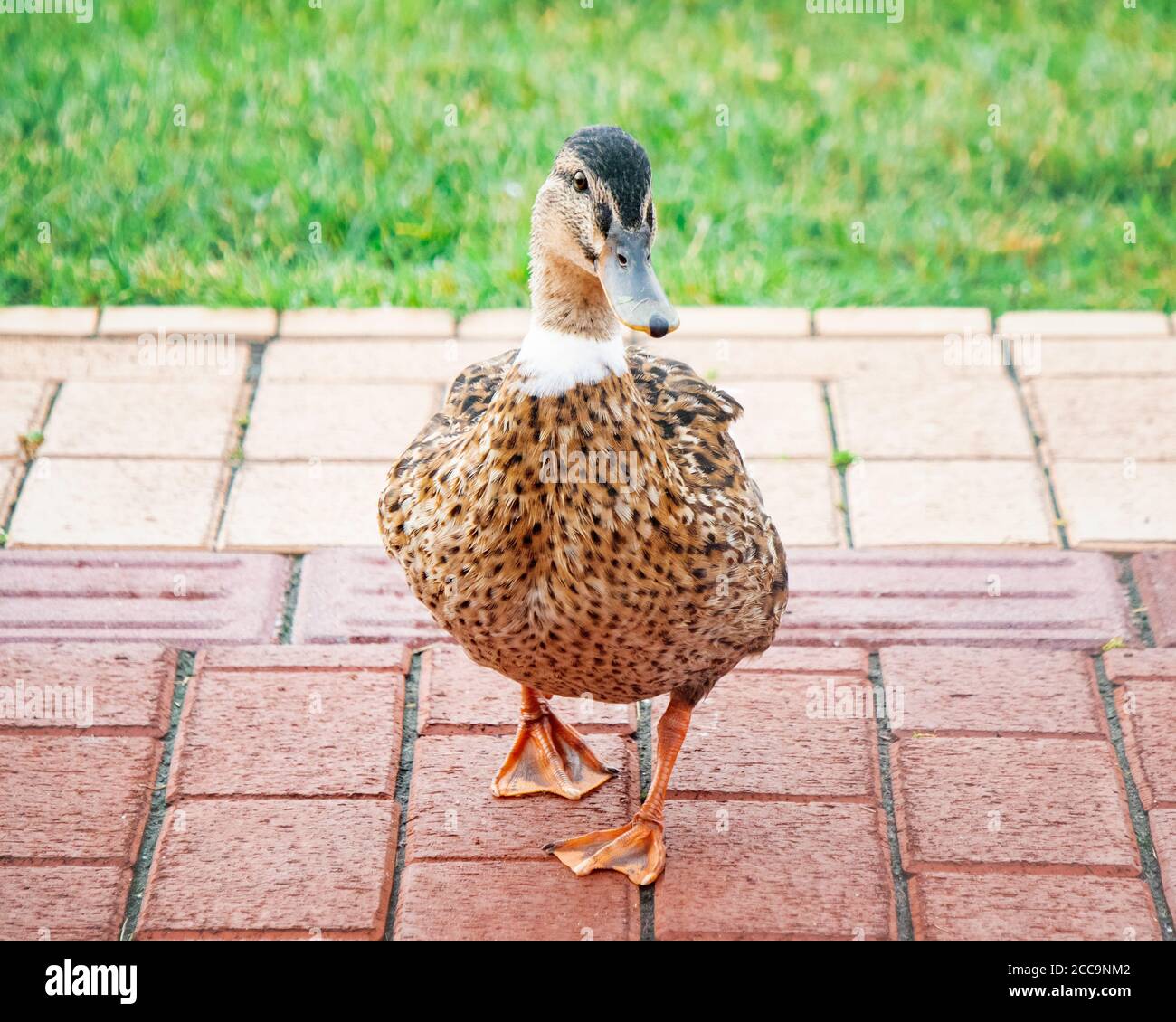 A cute duck walking hi-res stock photography and images - Alamy