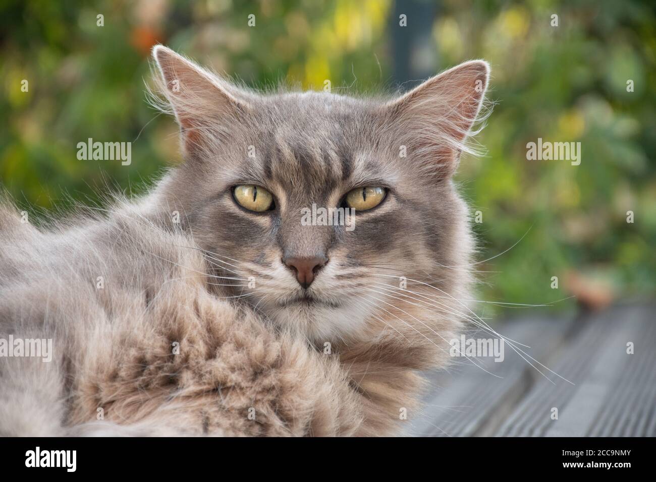 Dreamy chat hi-res stock photography and images - Alamy