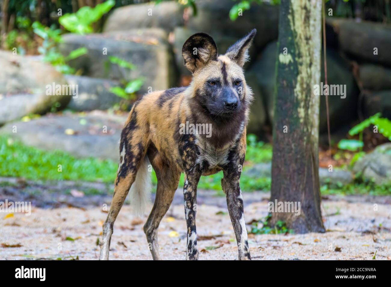 The African wild dog(Lycaon pictus) is a canid native to sub-Saharan ...