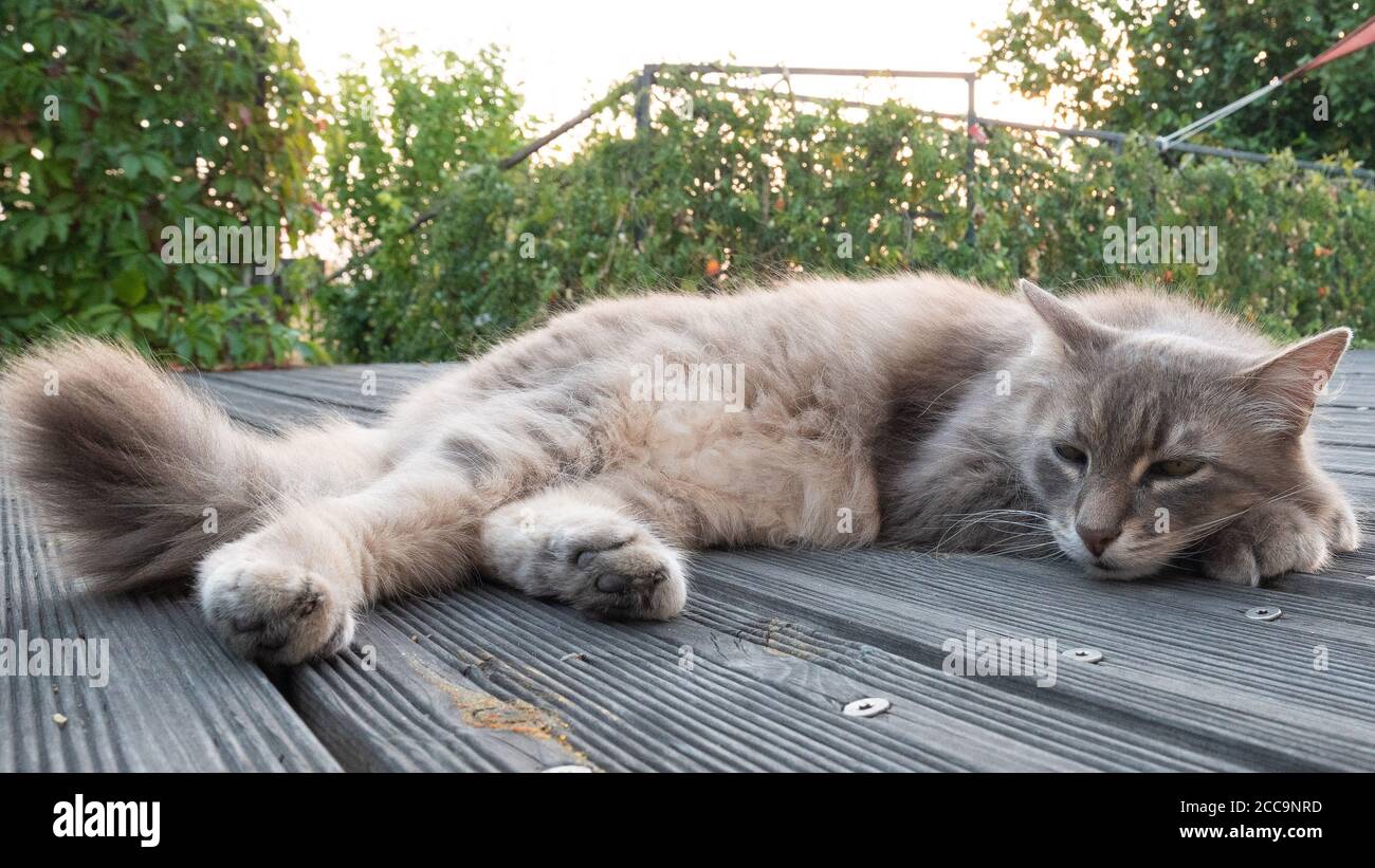 Beautiful dreamy cat Stock Photo - Alamy