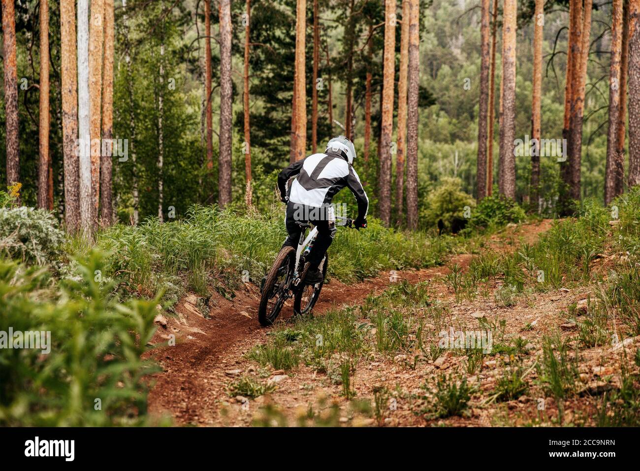 back downhill mountain rider rides on trail in pine forest Stock Photo ...