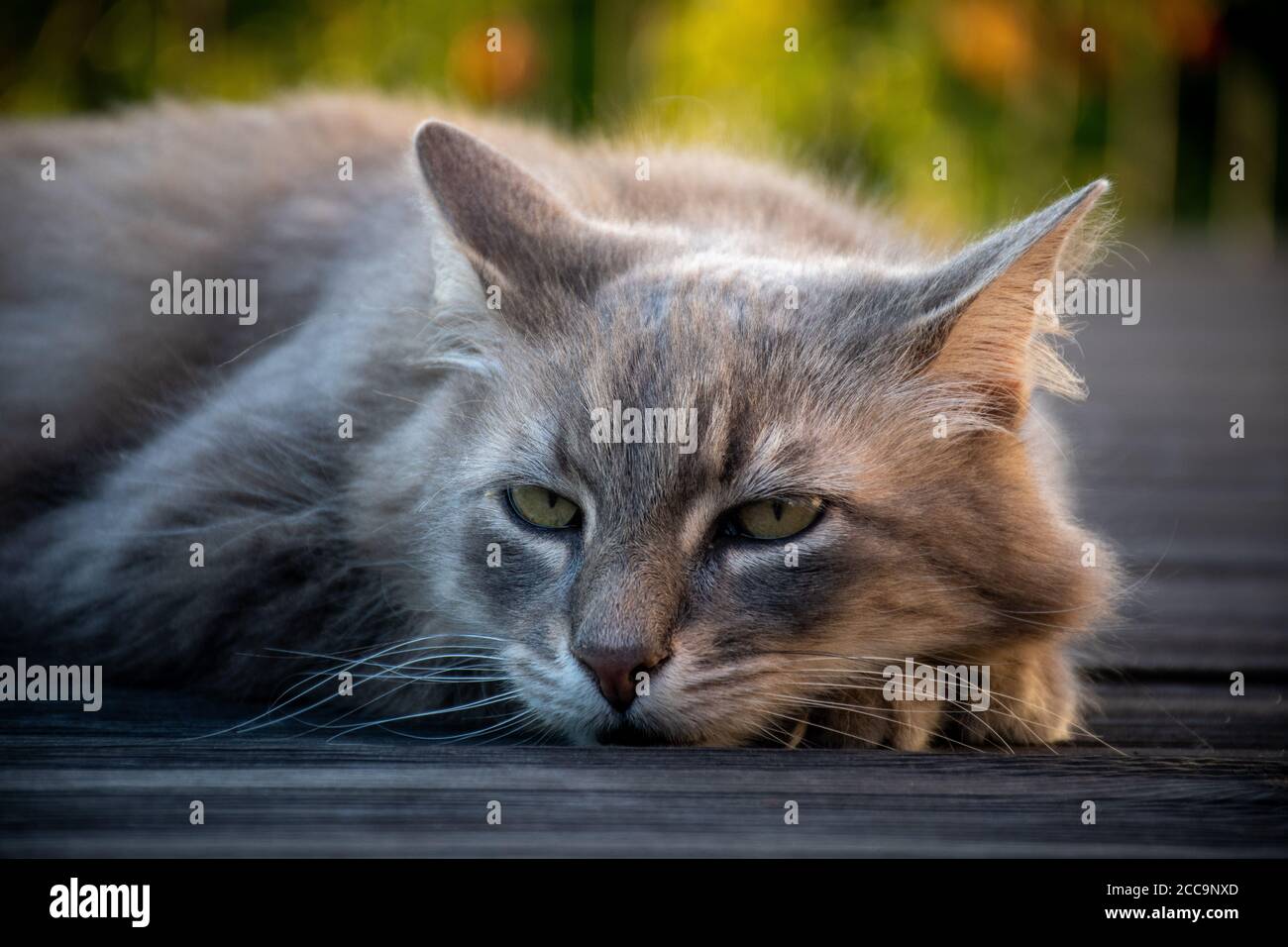 Beautiful dreamy cat Stock Photo - Alamy