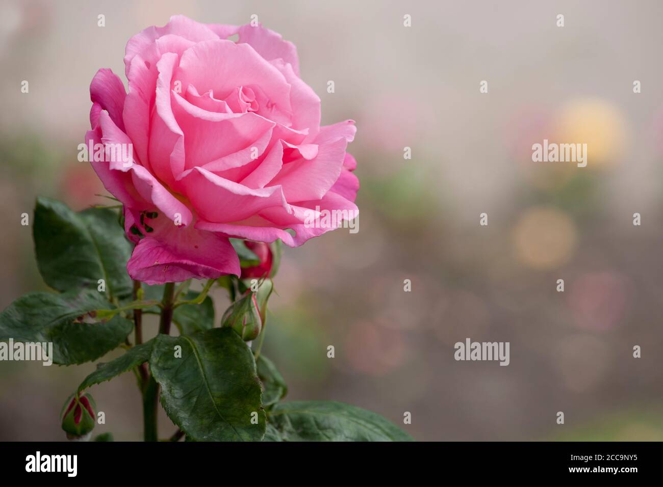 A pink rose as a gift for a loved one. Roses are a popular crop for ...